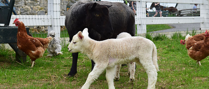 Shear Madness at The Amish Farm and House - LancasterPA.com